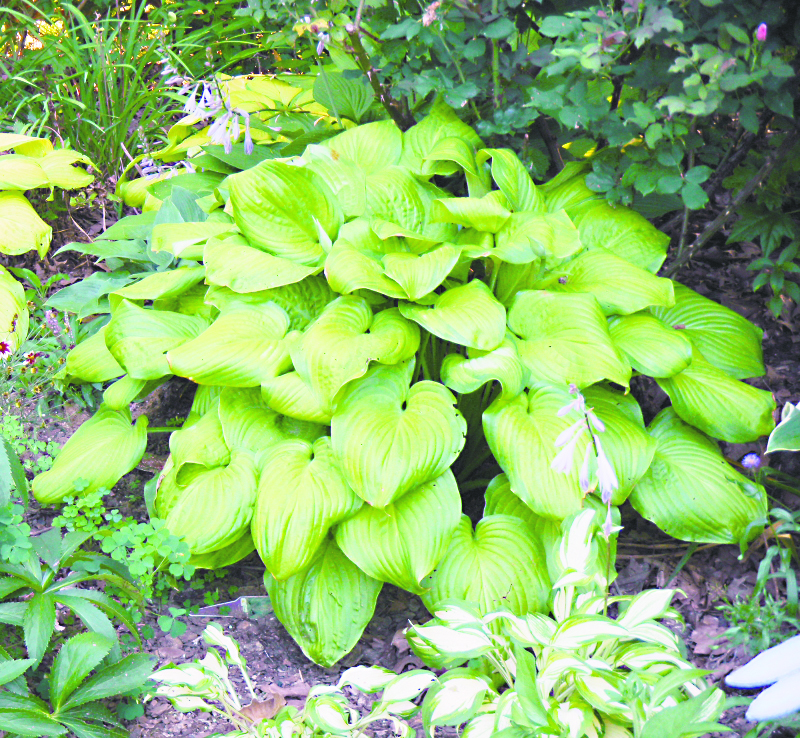 Does your garden tell a story? | News, Sports, Jobs - The Vindicator